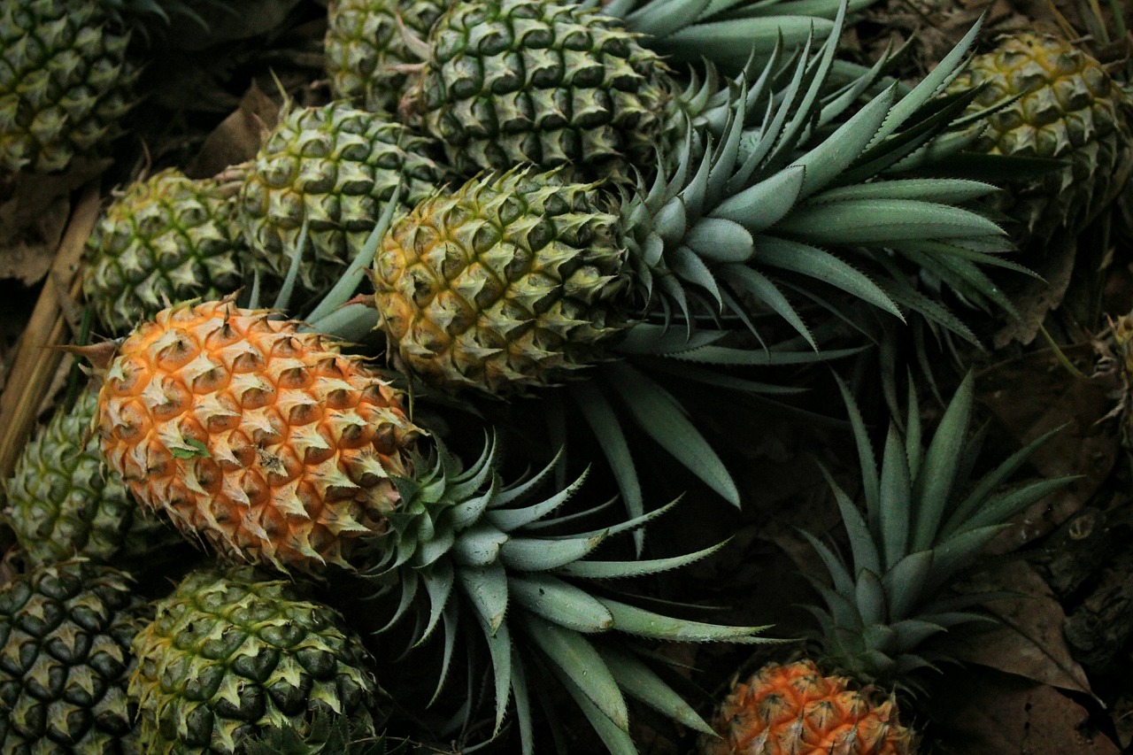 Complete Guide to Planting Pineapple: Pineapple Planting in the Philippines